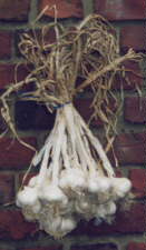 Comment reproduire et conserver l’ail | Potagers d'antan