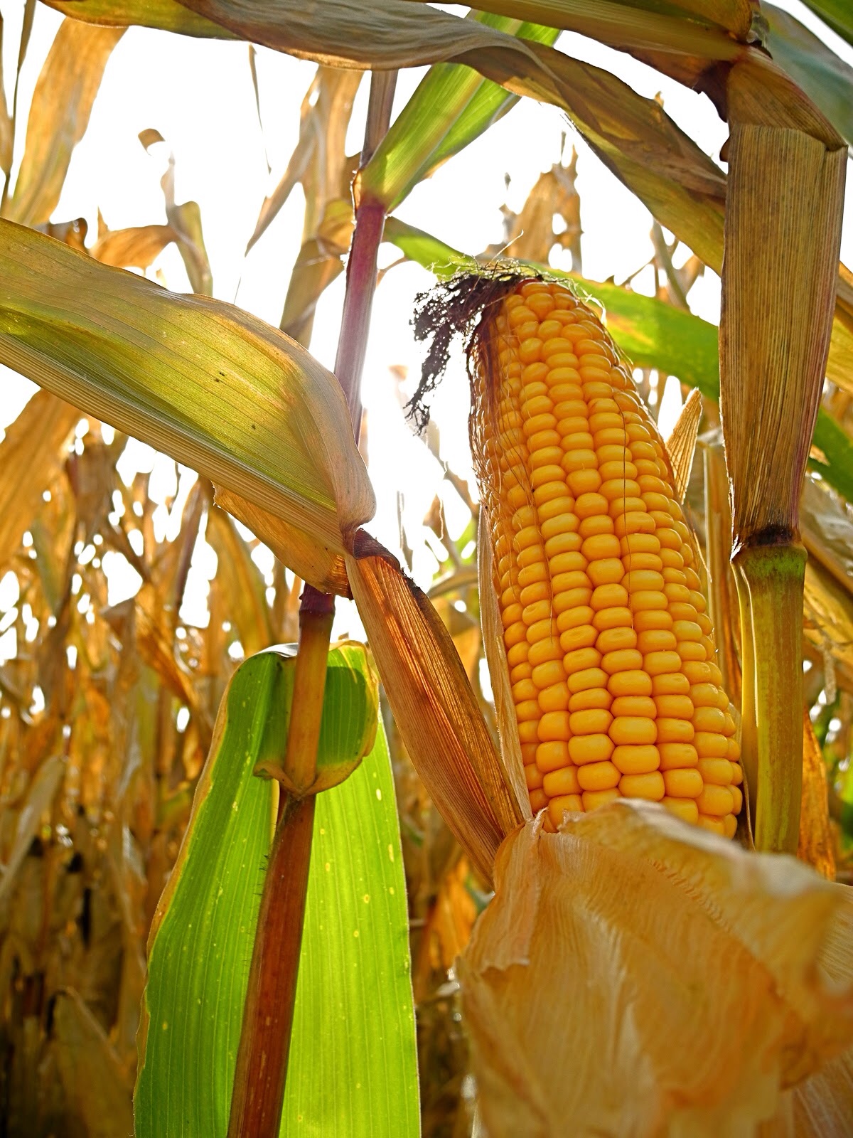 Comment reproduire et conserver vos semences de maïs | Potagers d'antan