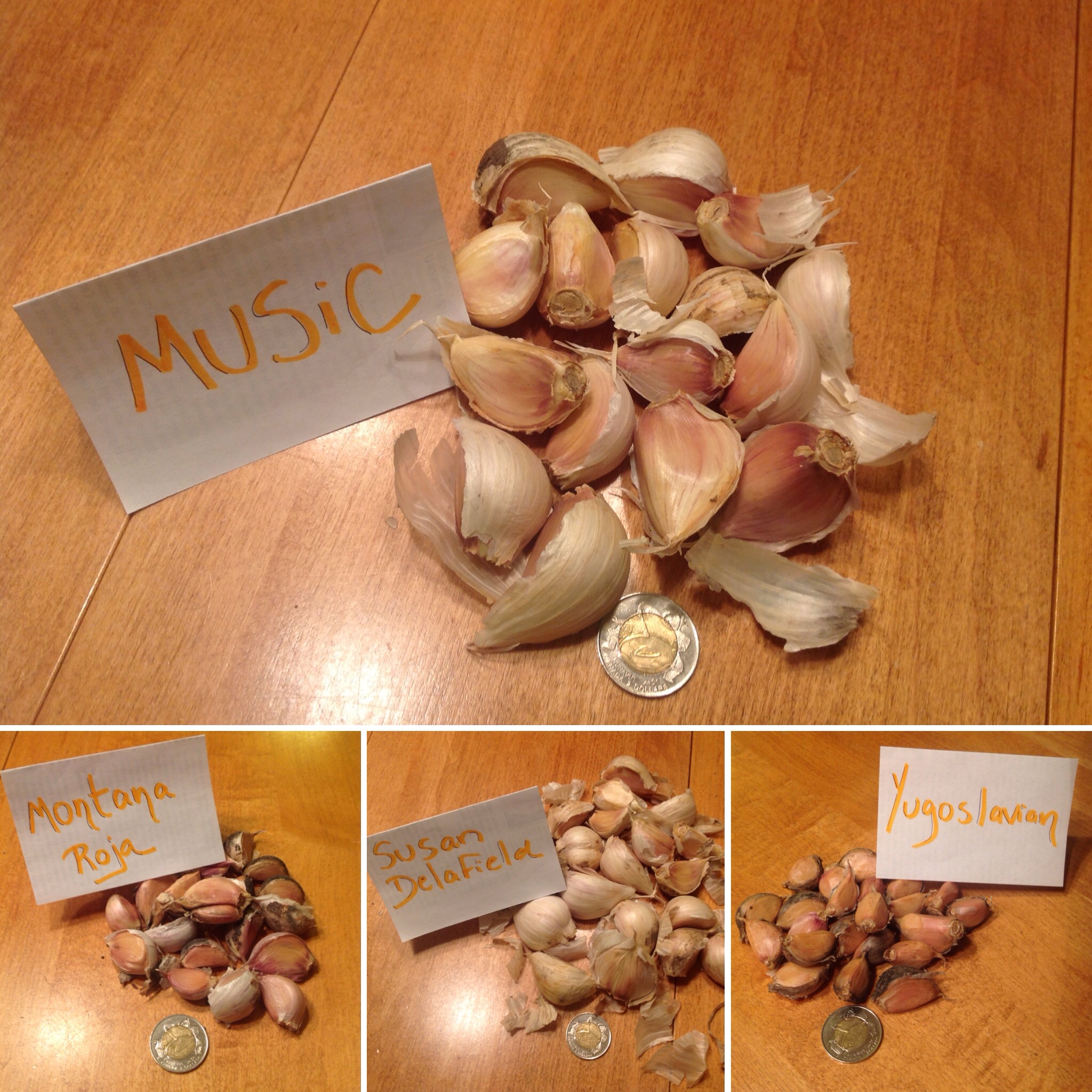 L’ail canadien (mise à jour) | Potagers d'antan