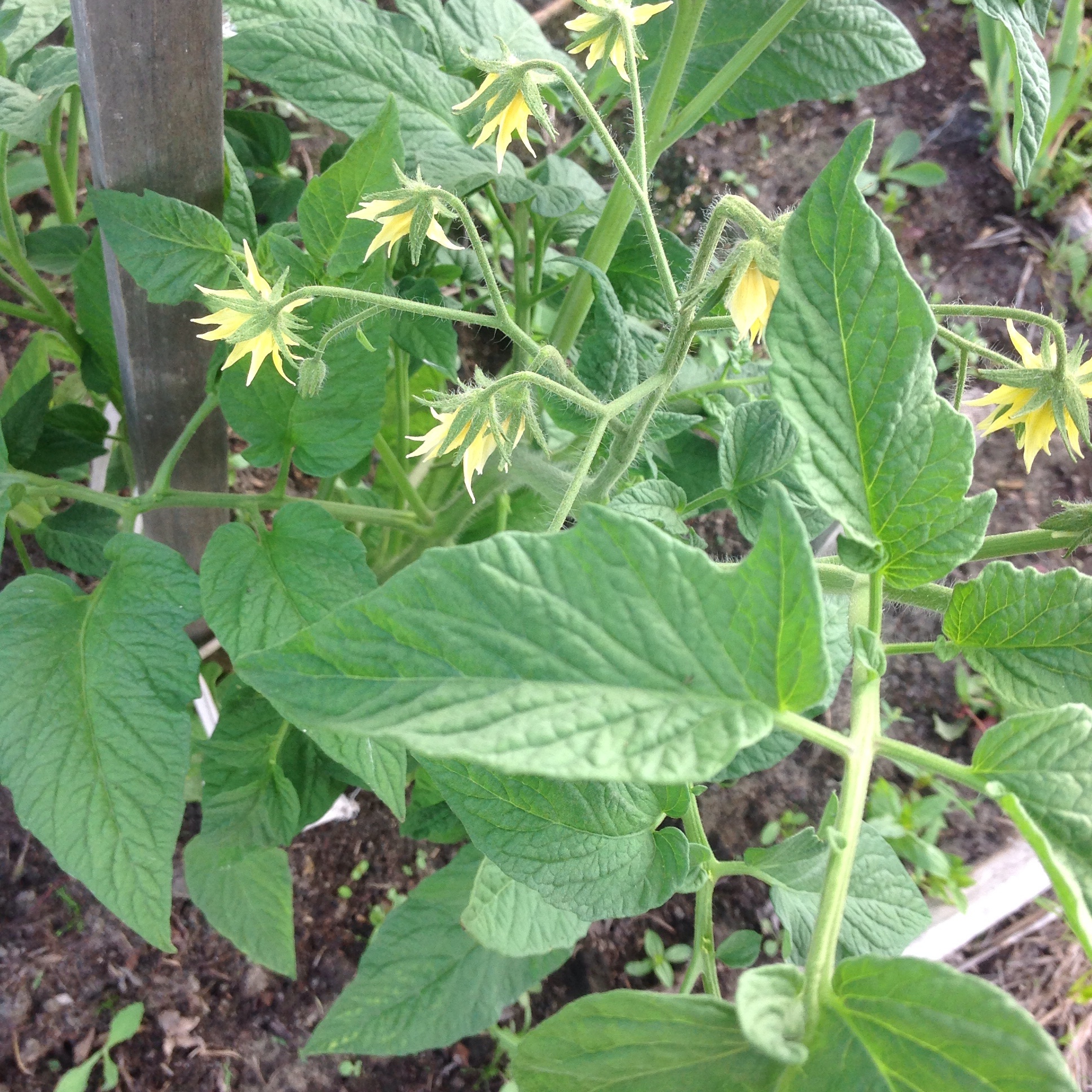 Secrets pour réussir ses plants de tomates | Potagers d'antan