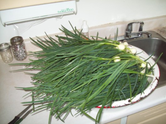 Les herbes salées acadiennes | Potagers d'antan