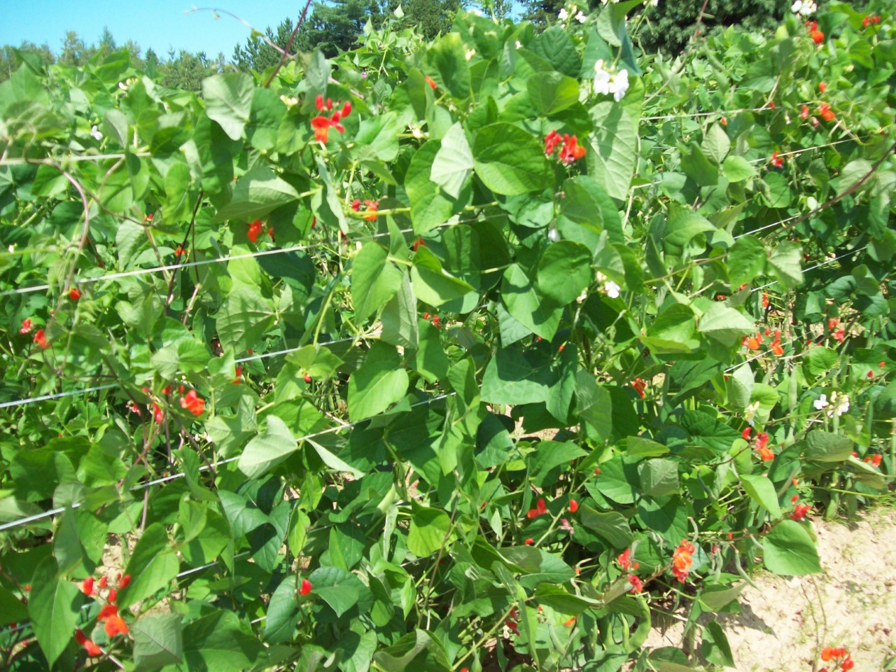Fruits et légumes du Canada | Potagers d'antan