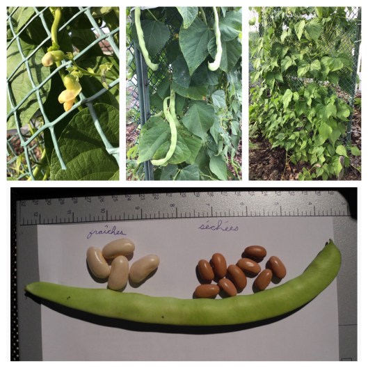 Légumes du Québec | Potagers d'antan